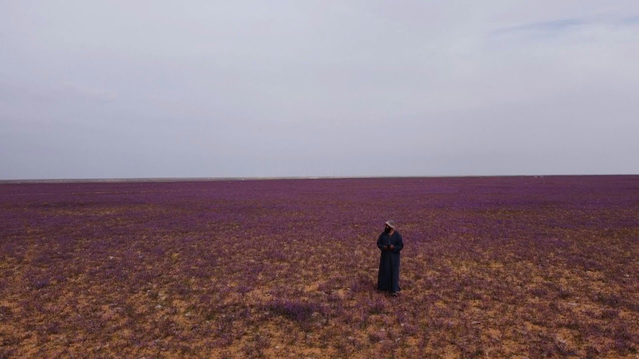 MBtv: Floral bloom turns Saudi desert purple | Macau Business