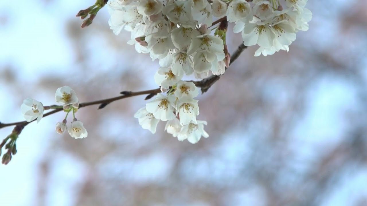 MBtv: US capital's cherry blossoms draw visitors at sunrise | Macau ...
