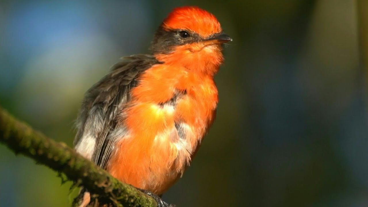 MBtv: On the Galapagos Islands, Darwin's flycatcher makes a tiny ...