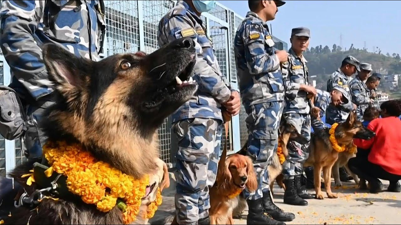 MBtv: Nepal's pooches get pampered at Hindu dog festival | Macau Business