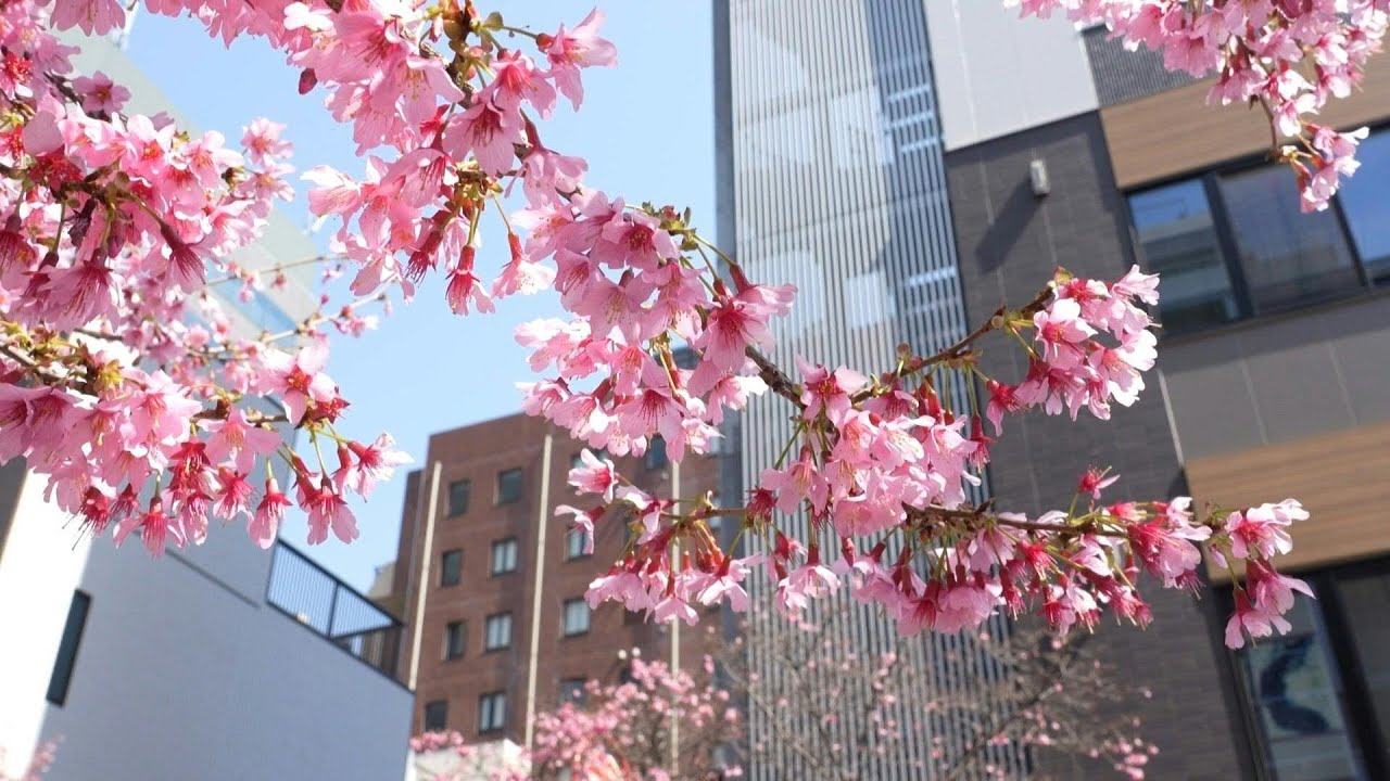 MBtv: Tokyo marvels at the early blooming cherry blossoms | Macau Business