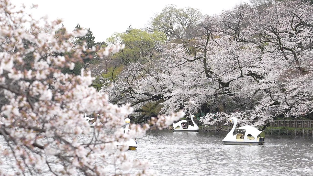 MBtv: Tokyo crowds revel as cherry blossoms reach full bloom | Macau ...