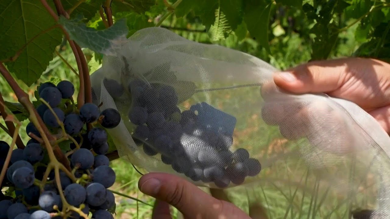 MBtv: China wine industry looks to breed climate resilience | Macau ...