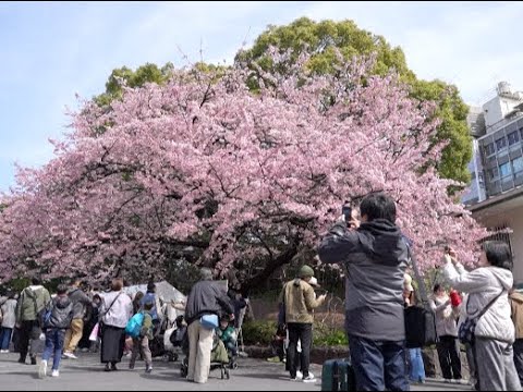 MBtv: Japan's cherry blossoms bloom in Tokyo | Macau Business